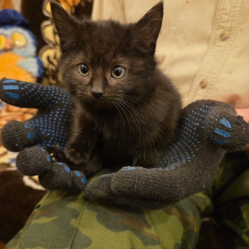 Котёнок в добрые руки