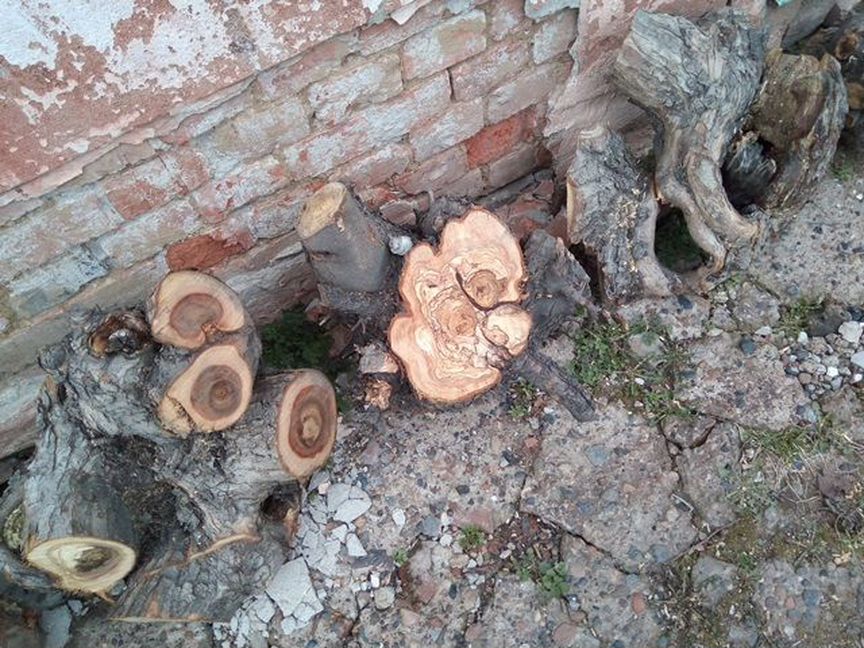 Оригинальные пни и коряги яблоневые для террариума