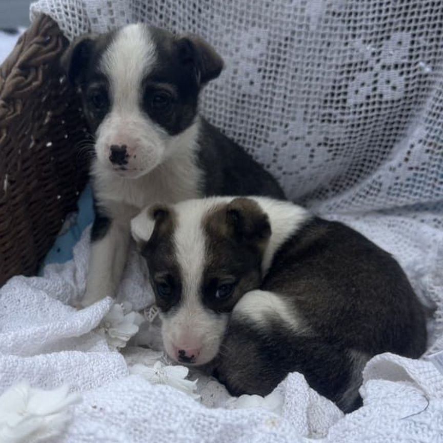 Щенок в добрые руки