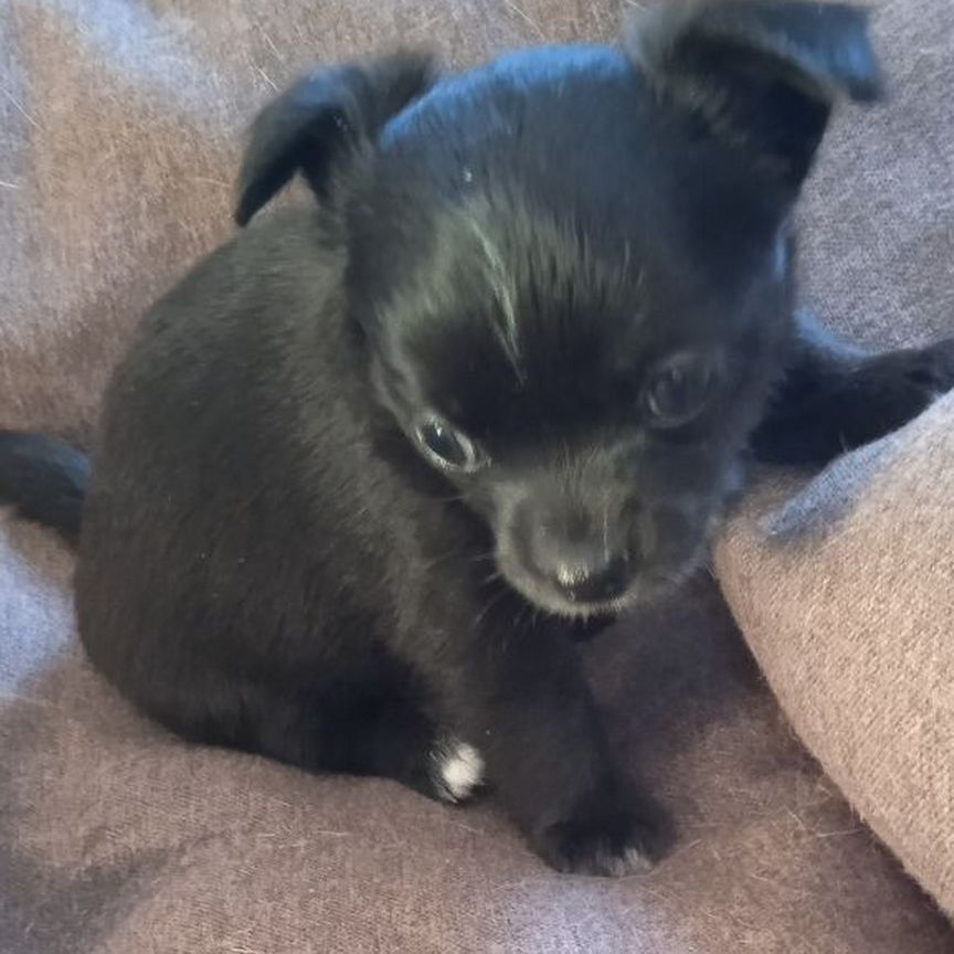 Щенки чихуахуа