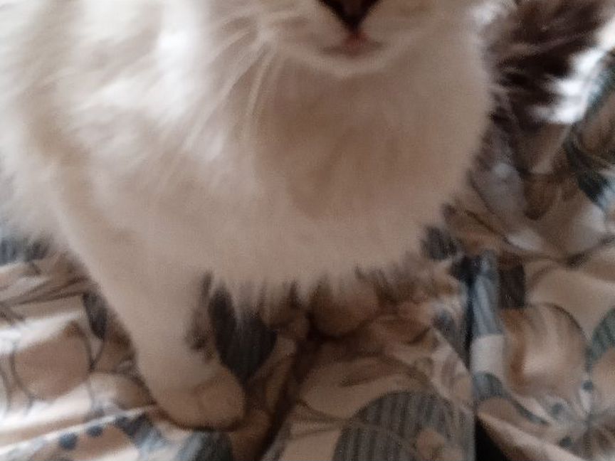 Молодой котик ещё котенок