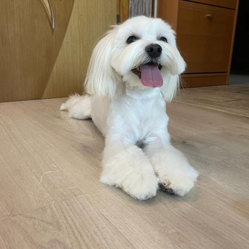 Ищем невесту