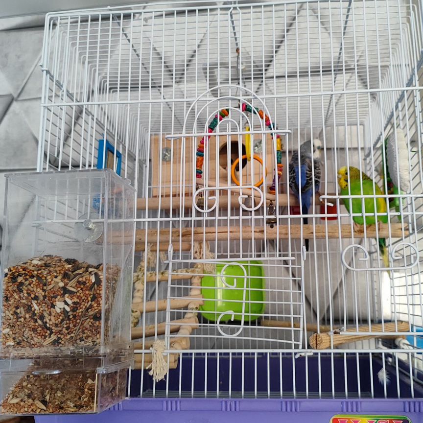 Попугаи с клеткой