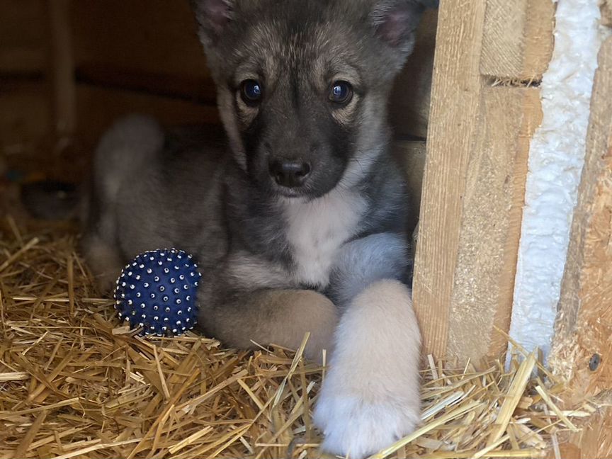 Щенок в добрые руки