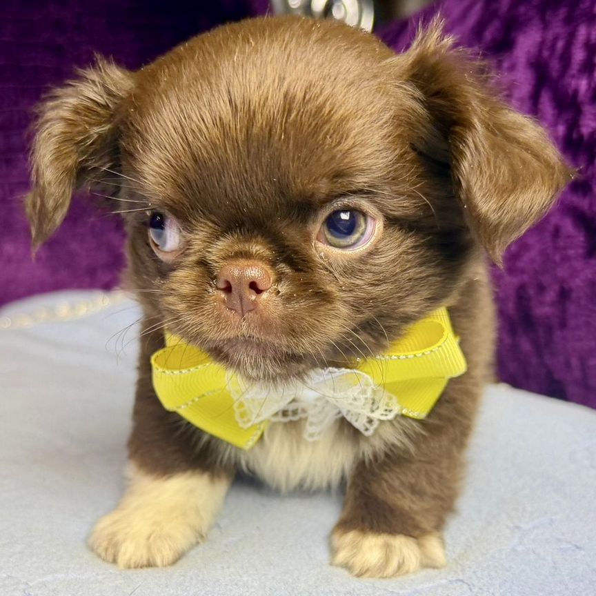 Чихуахуа, щенок