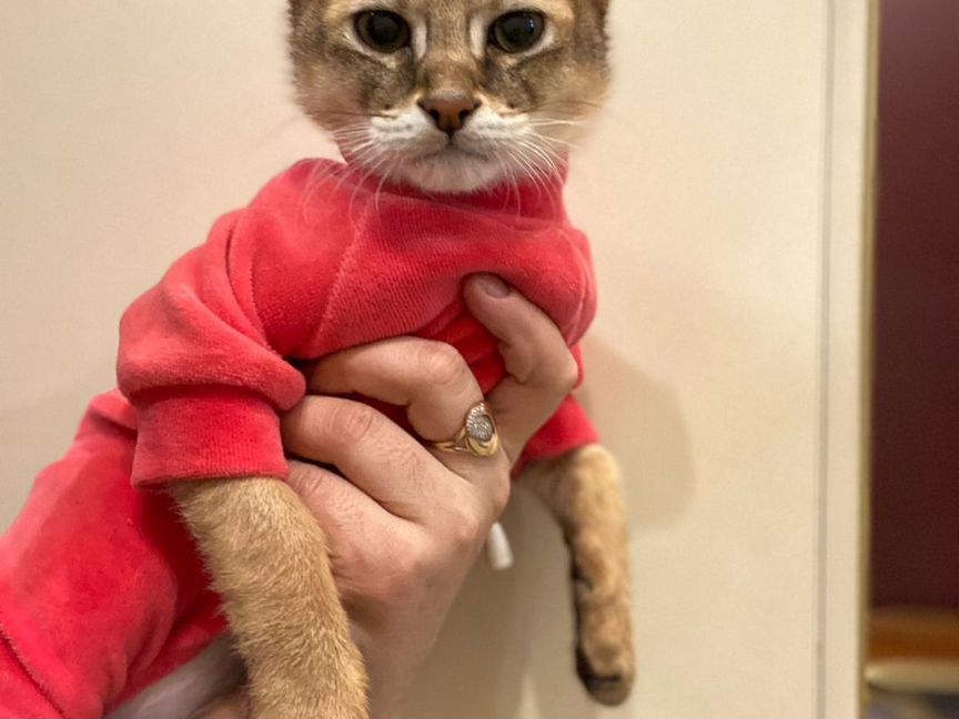 Котенок чаузи ф1, модник