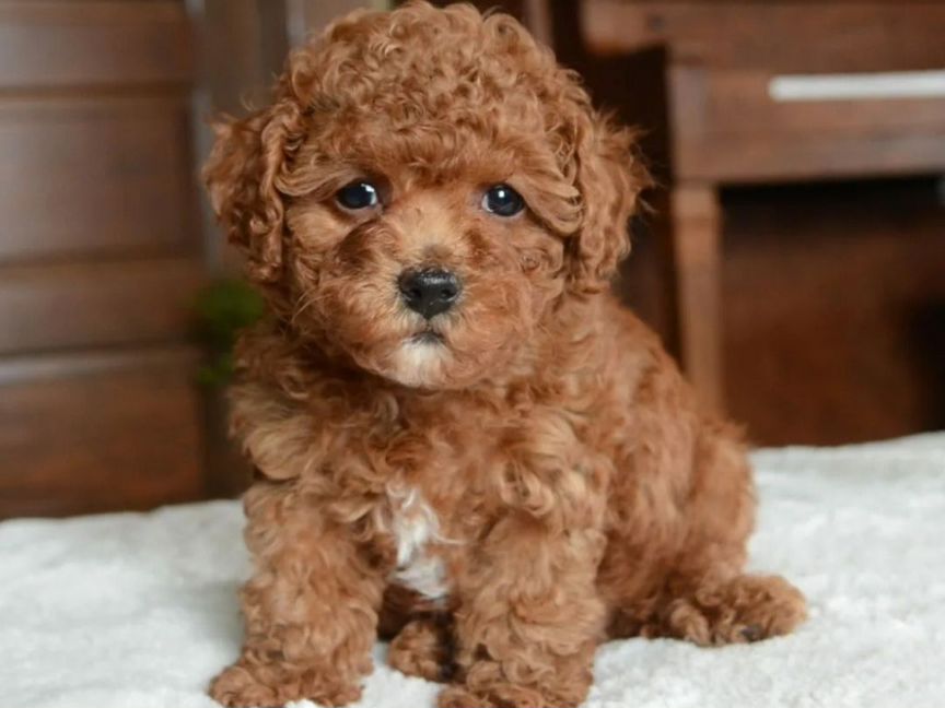 Той-пуделечки