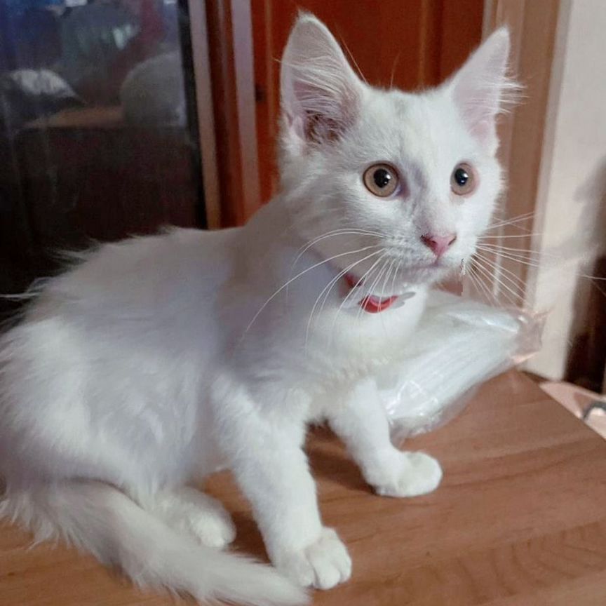 Котята в добрые руки бесплатно