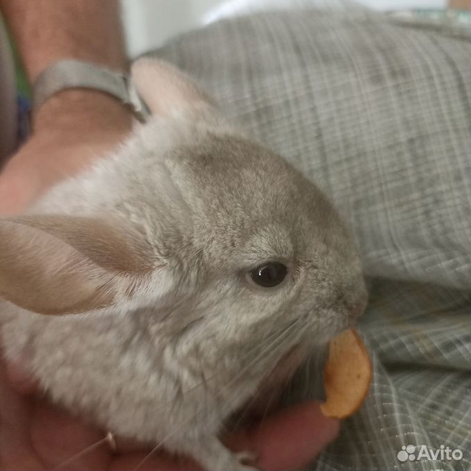 Шиншилла бежевая