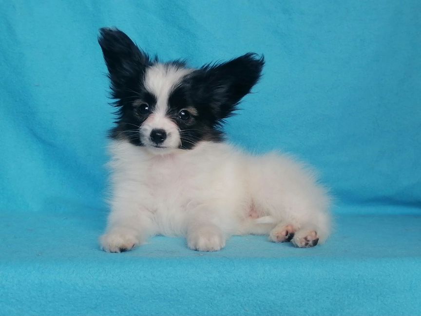 Чудесный мальчик папийона