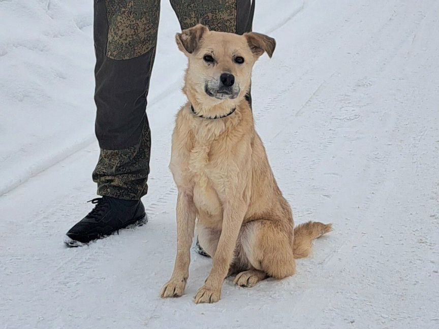 Собака в добрые руки отдам бесплатно