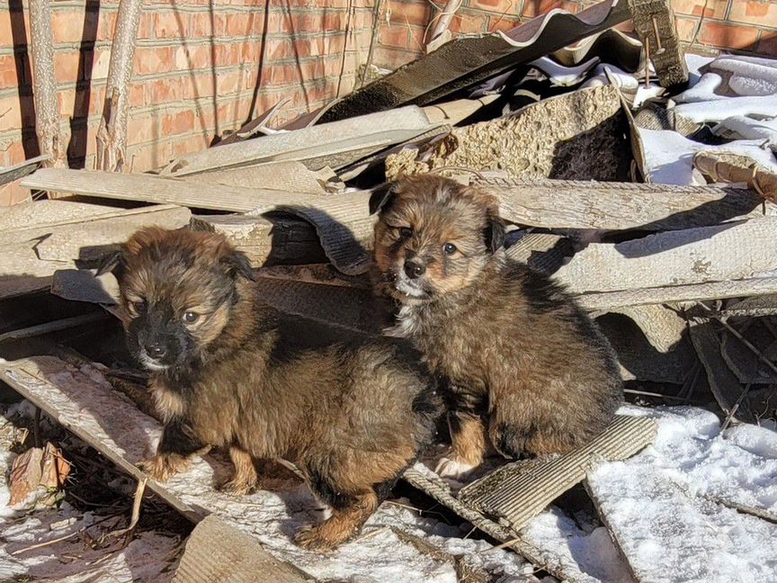 Маленькие щеночки замерзают на улице