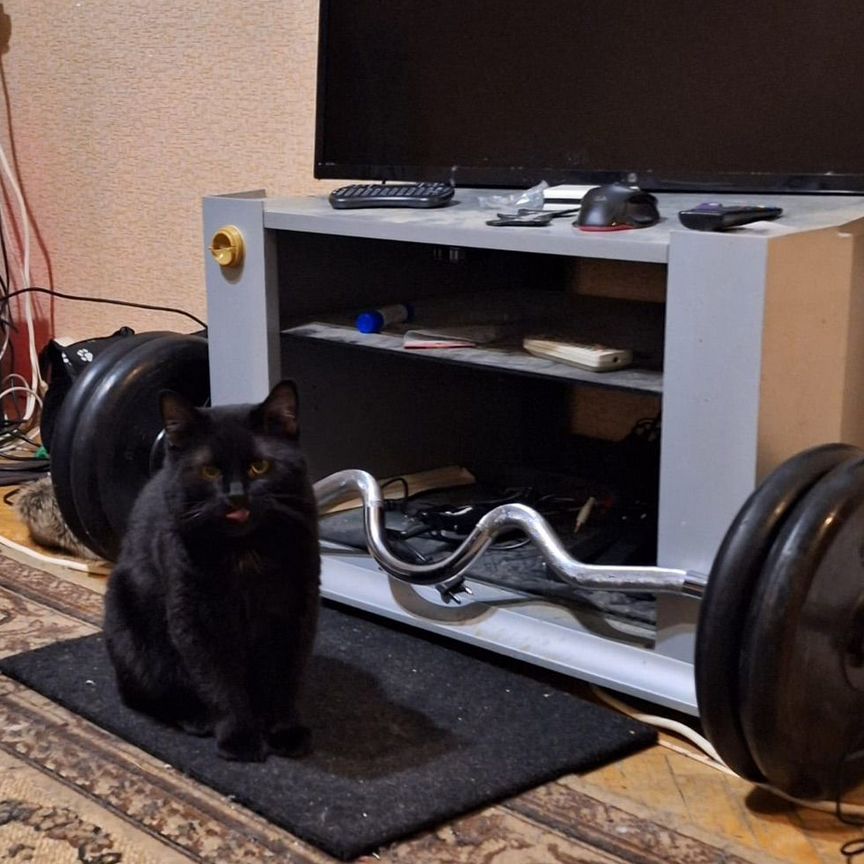 Бомбейский кот ищет кошку