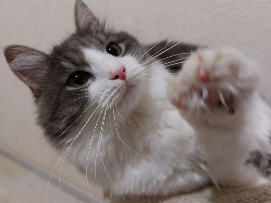 Котик ищет любимых людей