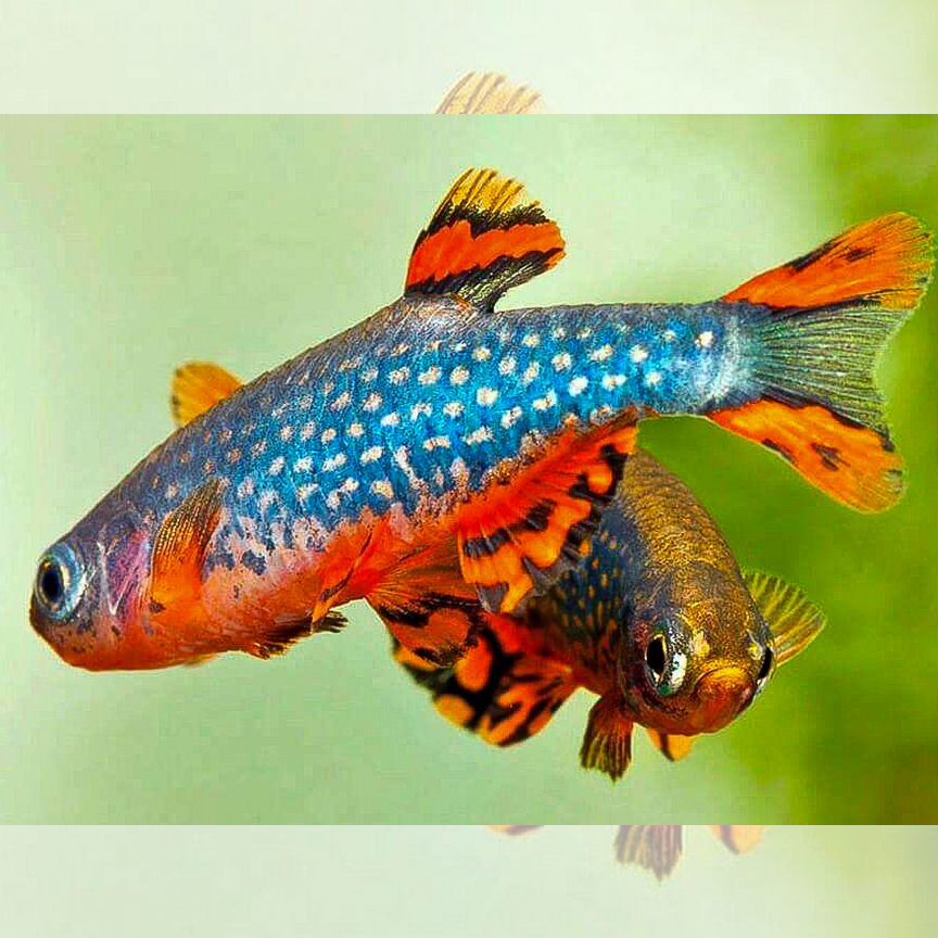 Микрорасбора галактика - Danio margaritatus