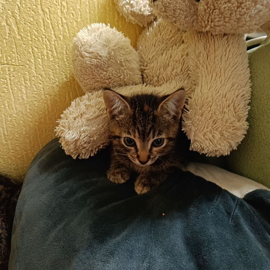 Отдам котенка в добрые руки