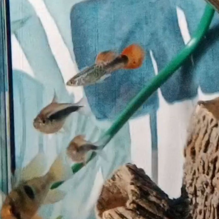 Мальки гуппи