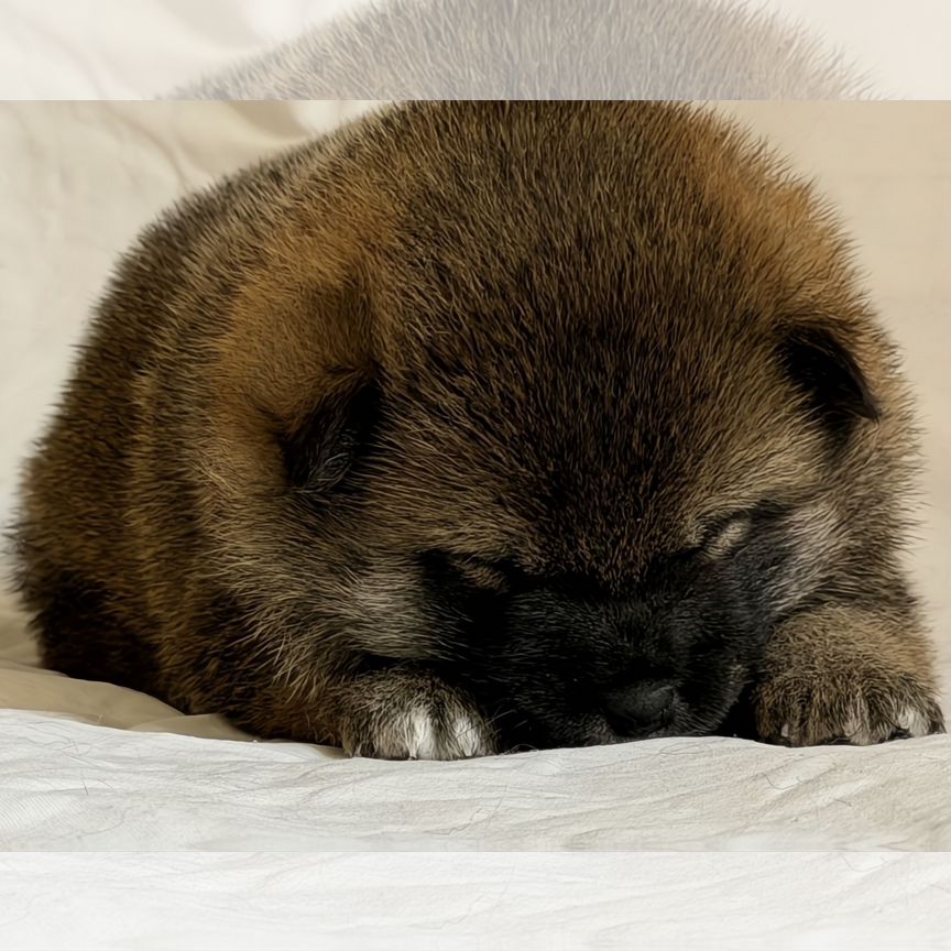 Сиба-ину, щенок