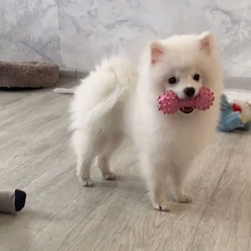 Белый померанский шпиц