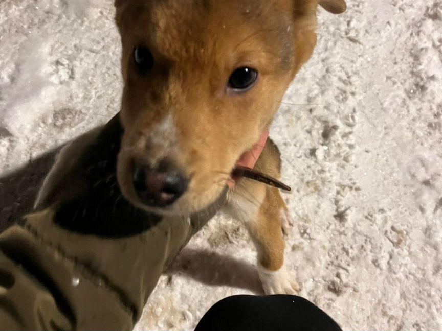 Щенка кроху выбросили на улицу