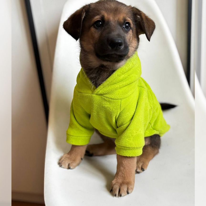 Щенок в добрые руки