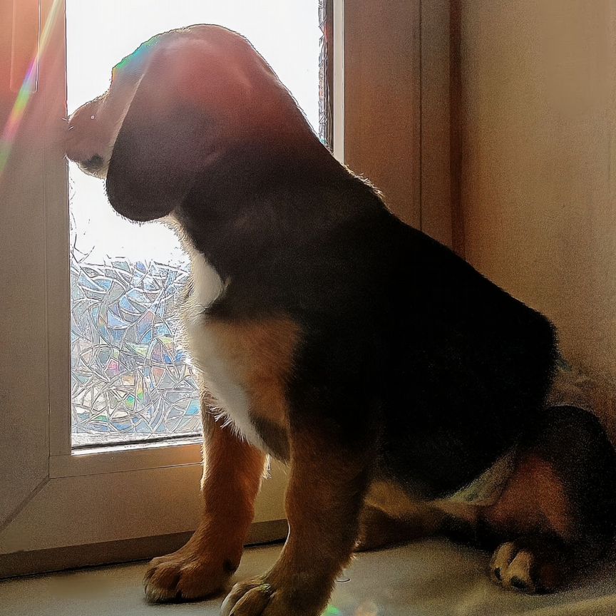 Бигль, щенок