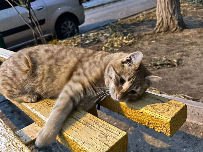 Рыжий кот ласковый погибает на лавочке