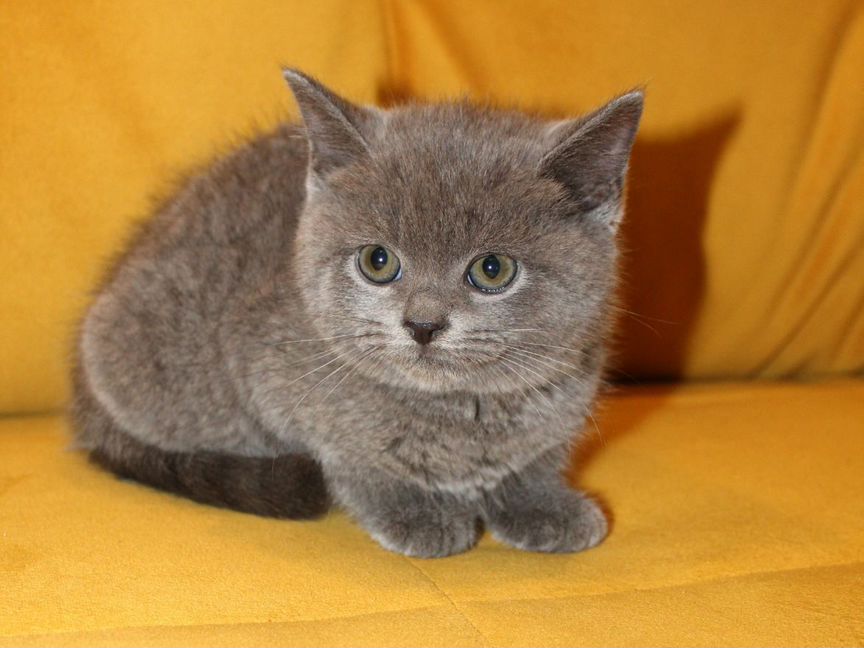 Британские котята мальчик