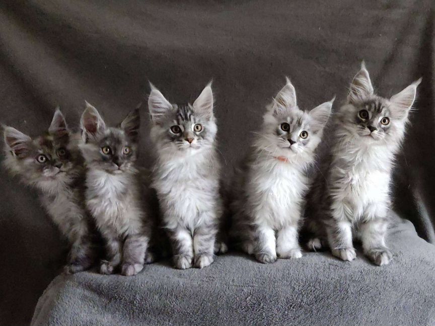 Котята мейн-кун серебрянные и черный дым
