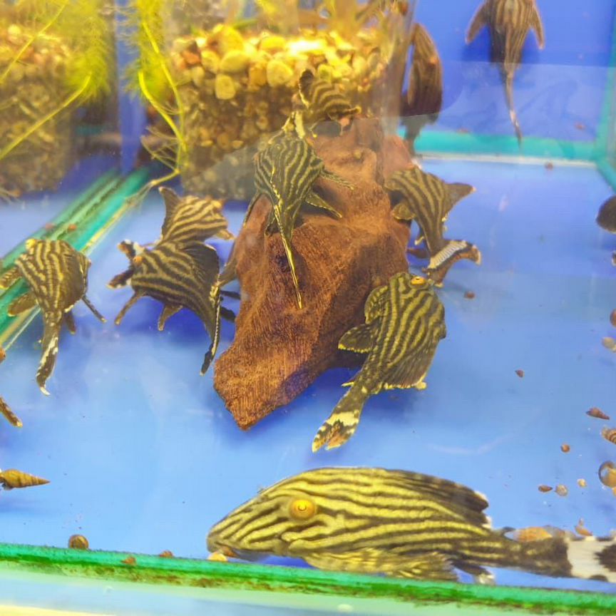 Номерные сомы L200,128,047,201,091,191