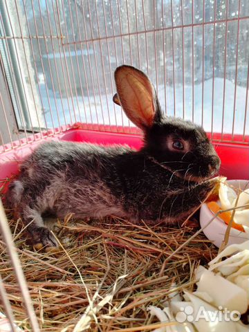 Декоративные кролики