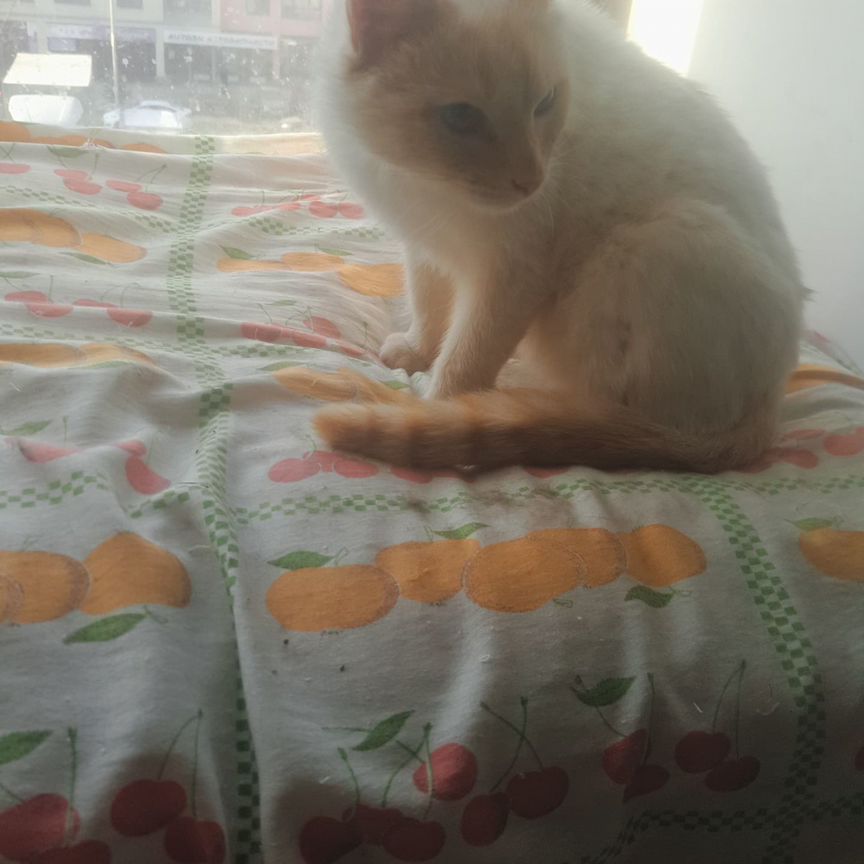 Отдам в добрые руки