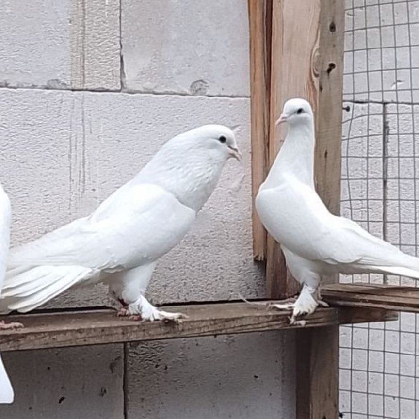 Бакинские широкохвостые голуби