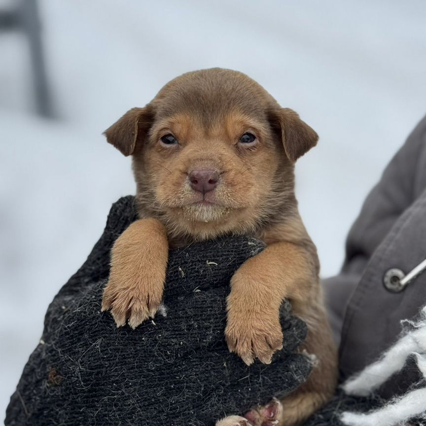 Щенок в добрые руки