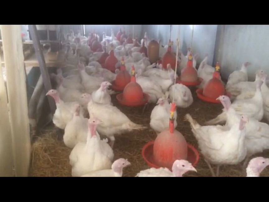 Живые индейки