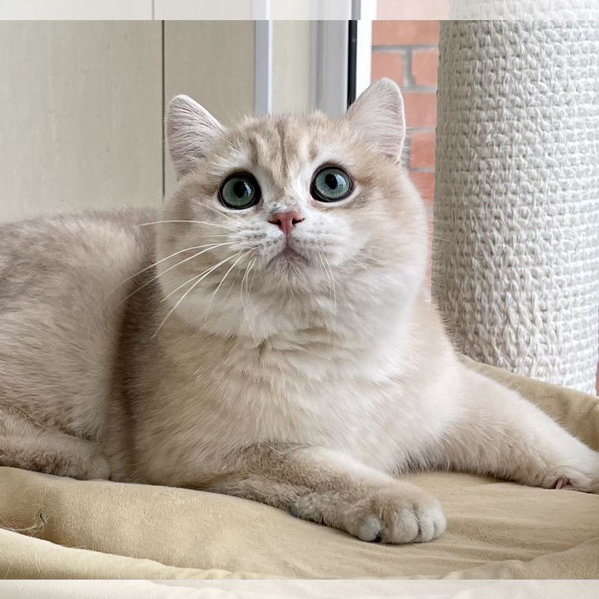 Британский короткошёрстный котёнок