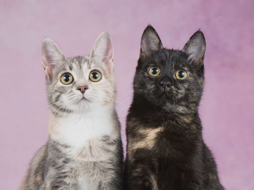 Котята Искорка и Мия