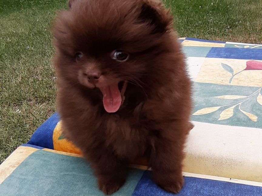 Девочка и мальчик померанского шпица шоколад