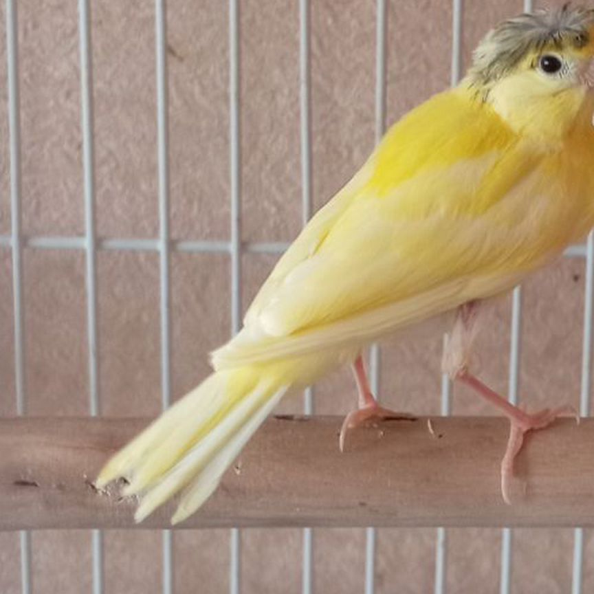 Кенара и канарейки