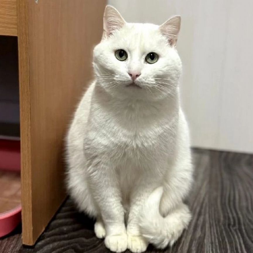 Белый кот. Отдам кота в добрые руки