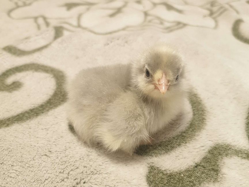 Цыплята,куры брама, подростки брама, и ия