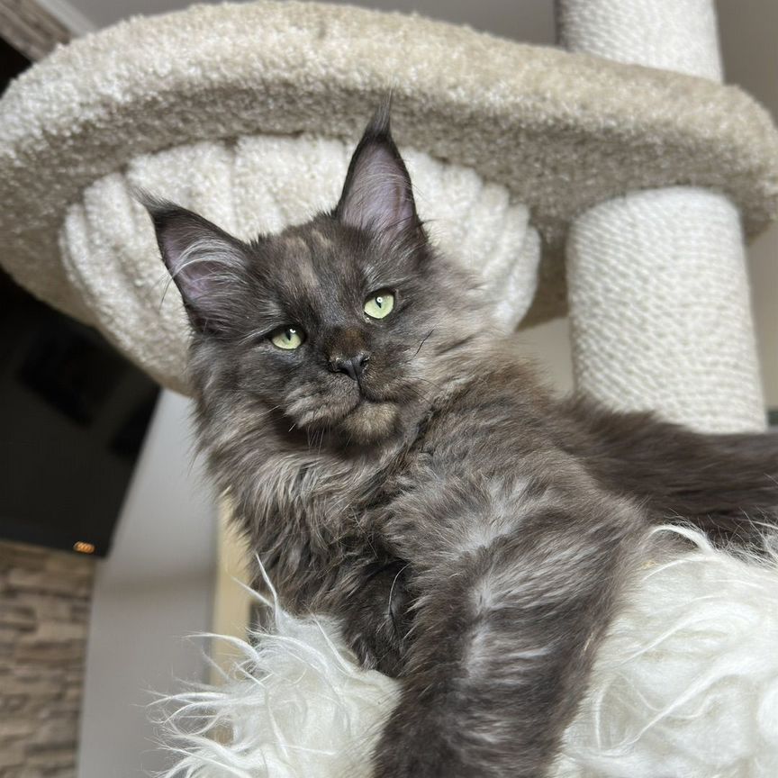 Суровый кот Мейн-кун