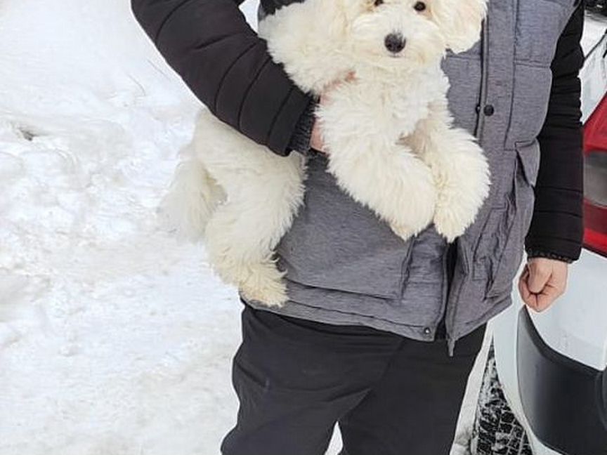 Пудель Иван Царевич