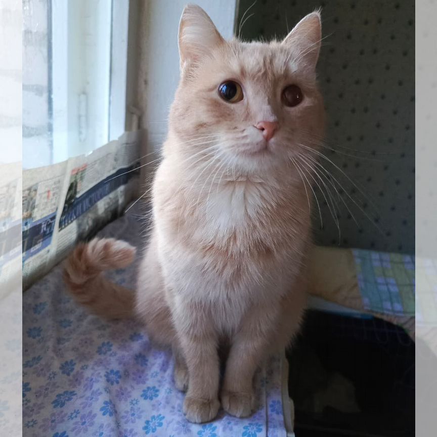 Взрослый кот в добрые руки
