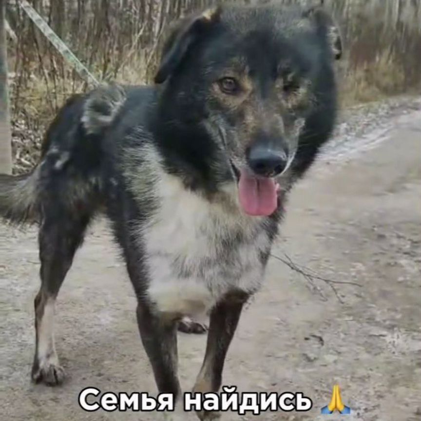 Взрослый пёс в добрые руки