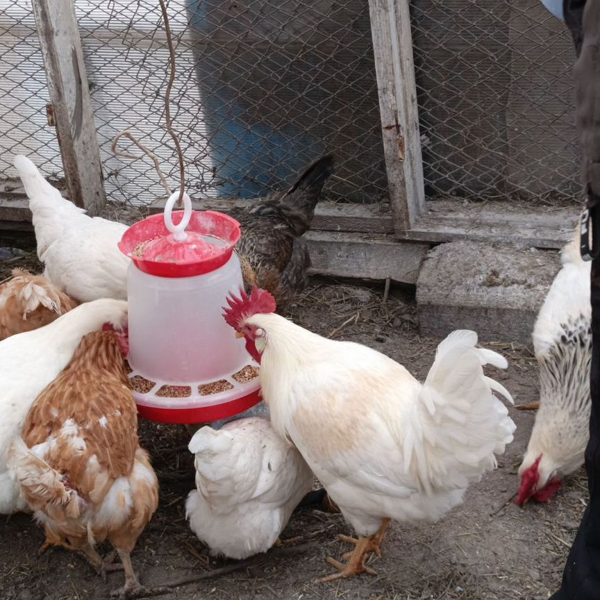 Петушки молодые, 7 мес