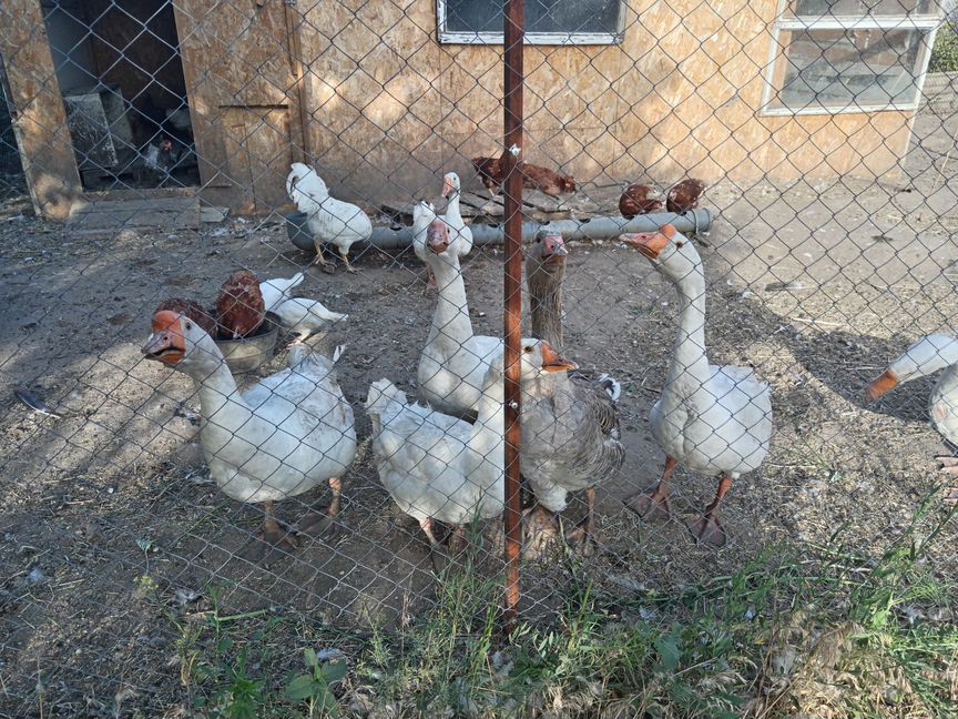 Гусь