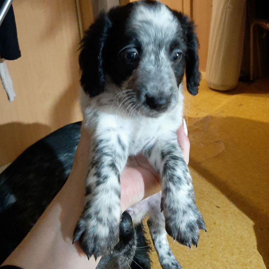 Русский охотничий спаниель, щенок