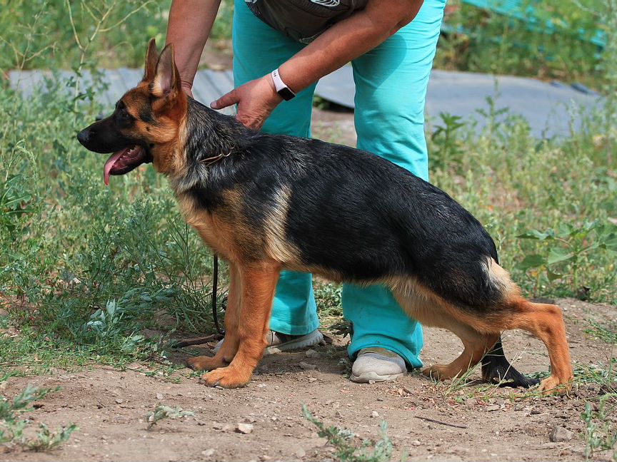 Щенок немецкой овчарки с родословной РКФ