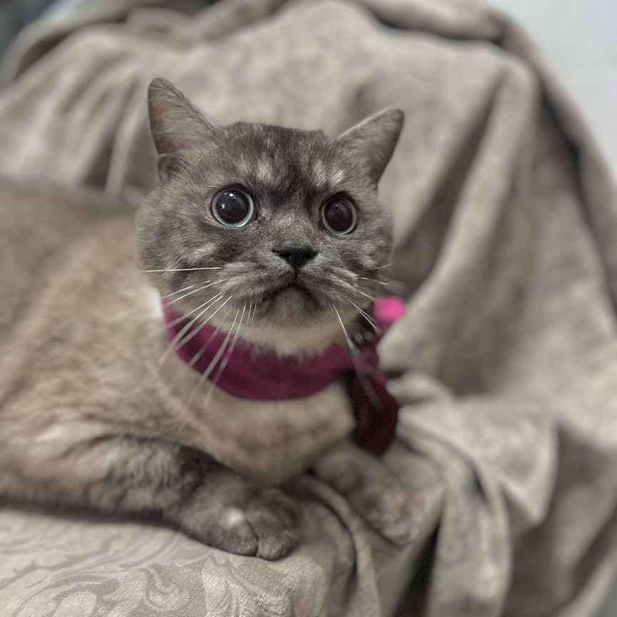 Взрослый кот в добрые руки